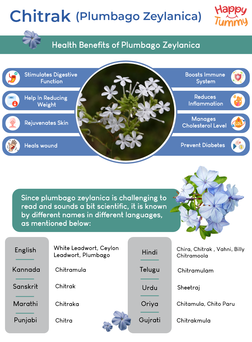 Unknown Health Benefits of Plumbago Zeylanica (Chitrak) - Happytummy