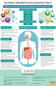 Human Digestive System and Nutrient Absorption in the Digestive Tract ...