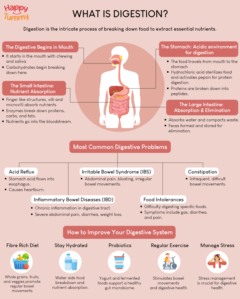 What is Digestion: Digestive System, Digestion Problems and Solution ...