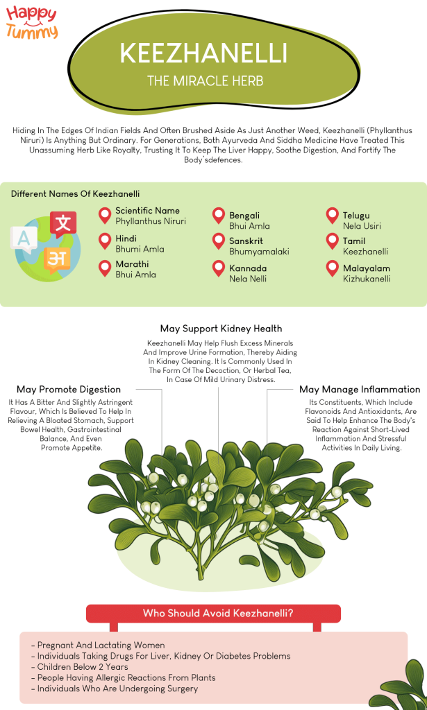 Keezhanelli: The Miracle Herb and Its Powerful Health Benefits - Happytummy